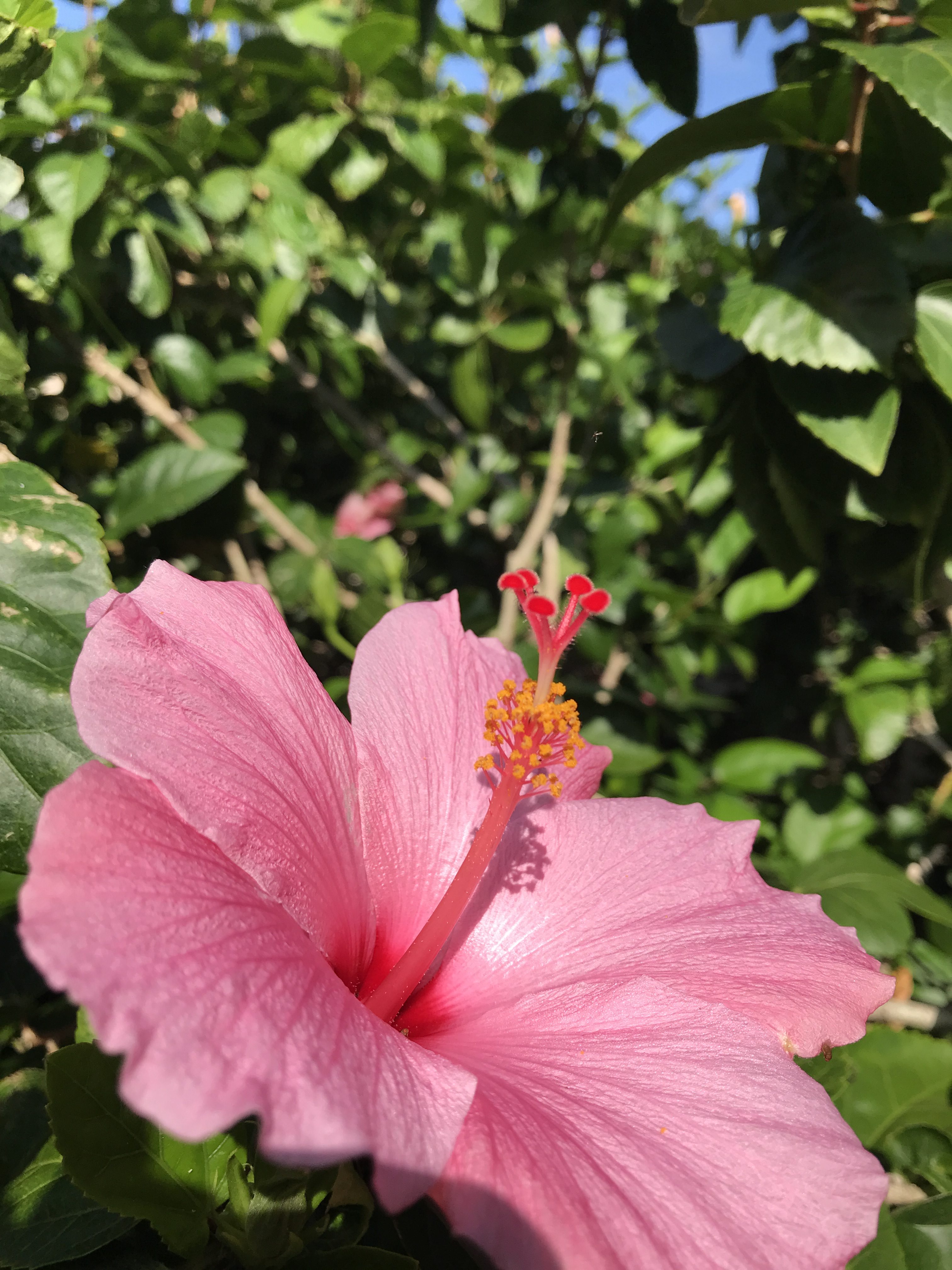 Lens-Artists Photo Challenge #101 – One Single Flower - Maximizing ...